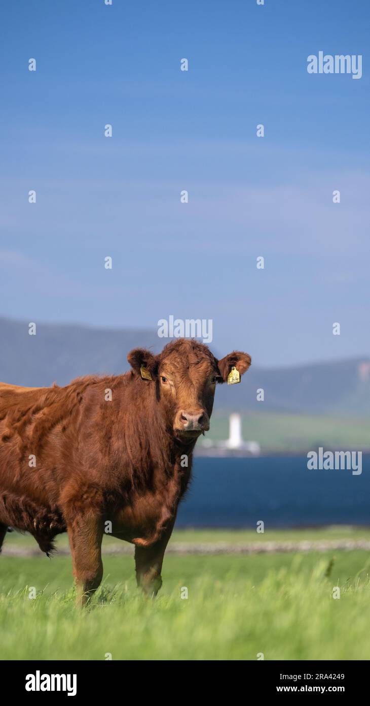 Herd of Luing native beef cattle grazing pasture on the Orkney Isles ...