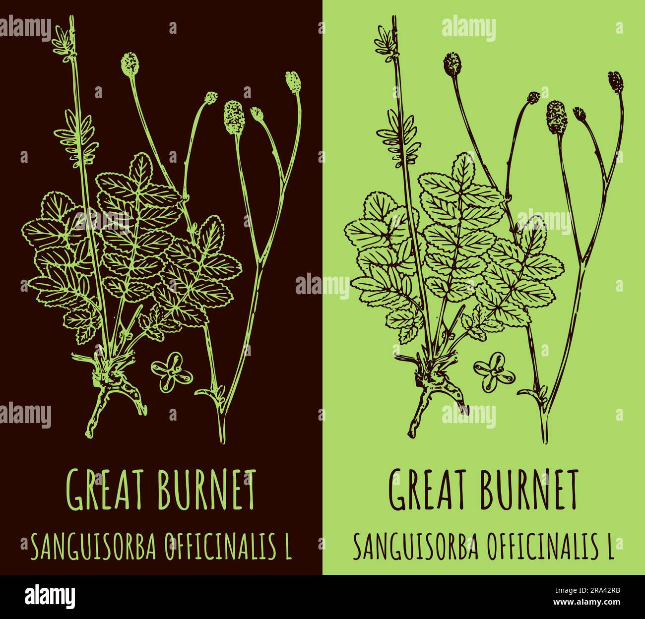 Drawings GREAT BURNET. Hand drawn illustration. Latin name SANGUISORBA ...
