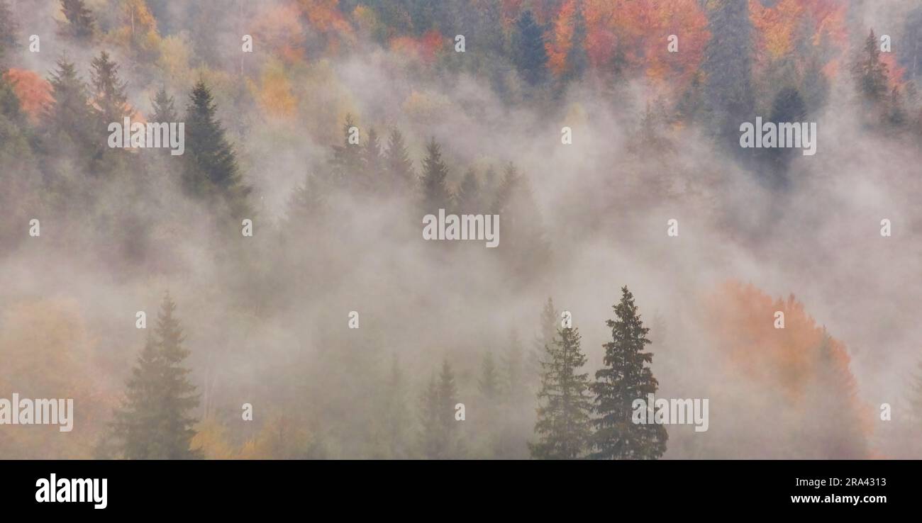 autumn fog landscape forest mountains, trees view mist Stock Photo - Alamy