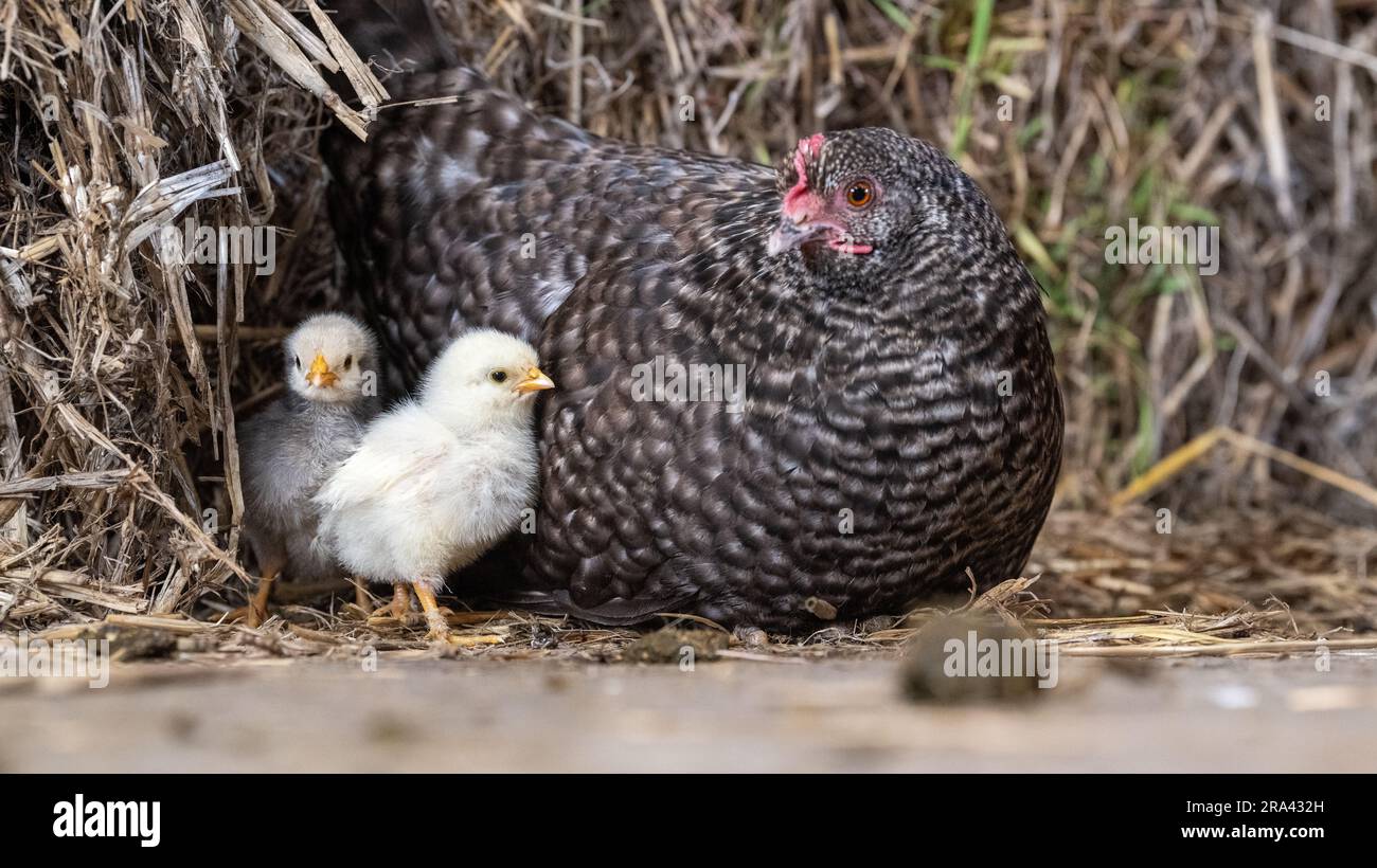 Bantam hen with young chicks in a farmyard. North Yorkshire, UK Stock ...