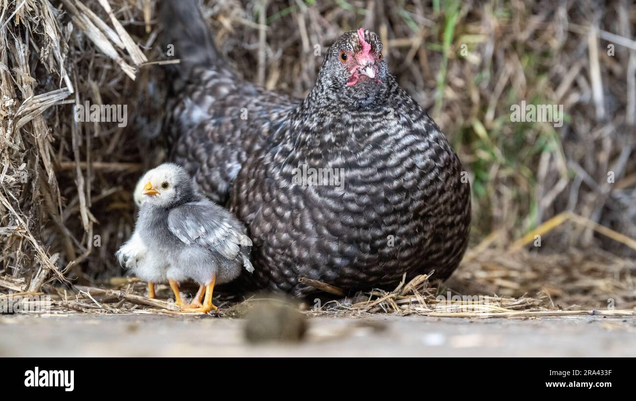 Hen chicken farmyard hi-res stock photography and images - Alamy