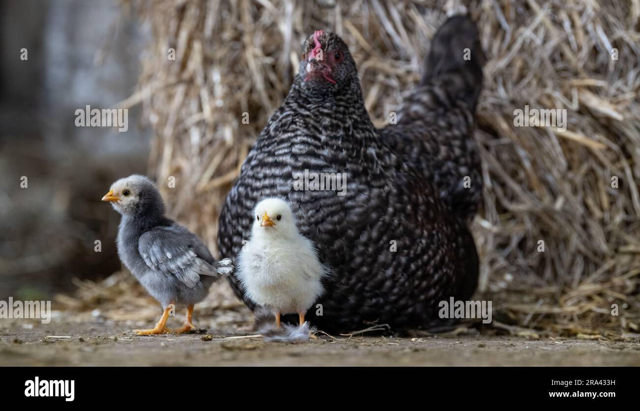 Bantam hen with young chicks in a farmyard. North Yorkshire, UK Stock ...