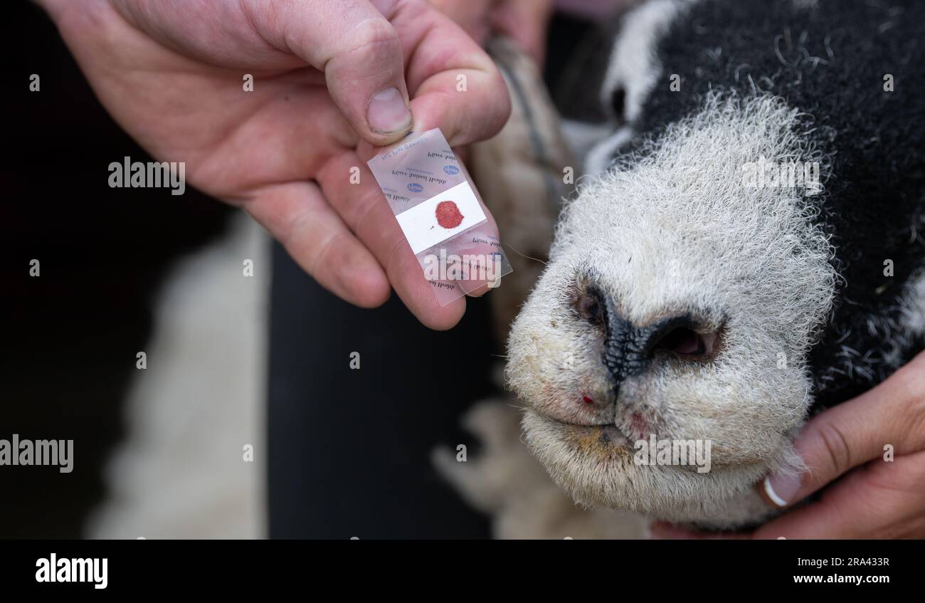 Taking a blood sample off a swaledale ram to do a geneotype test to ...