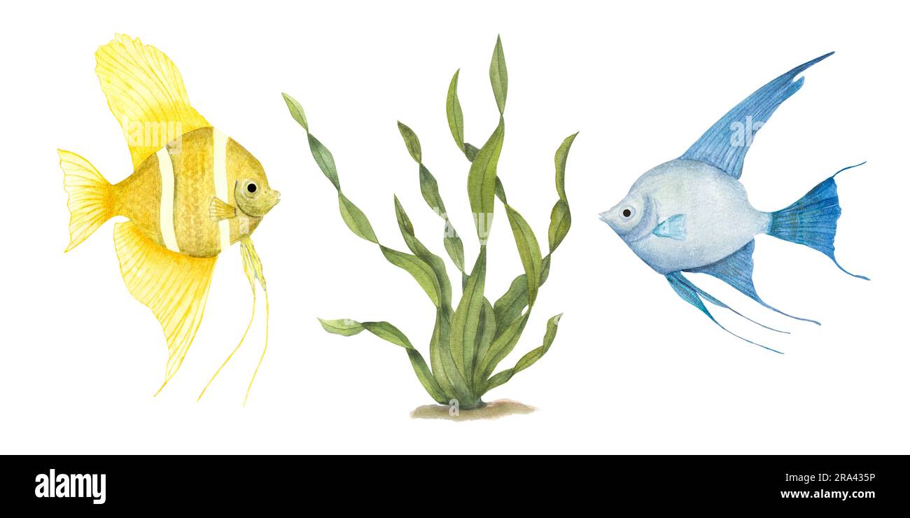 Watercolor yellow, blue angelfish, green kelp isolated on white ...