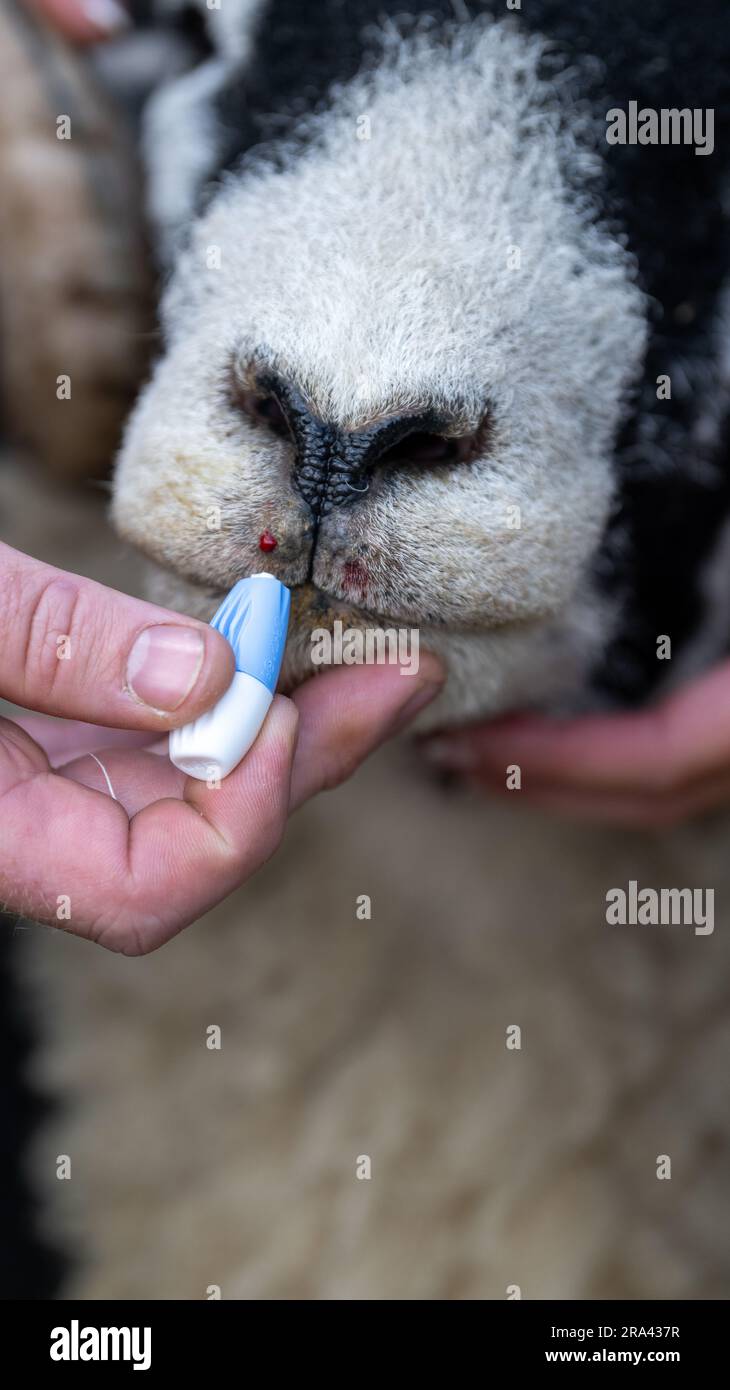 Taking a blood sample off a swaledale ram to do a geneotype test to ...