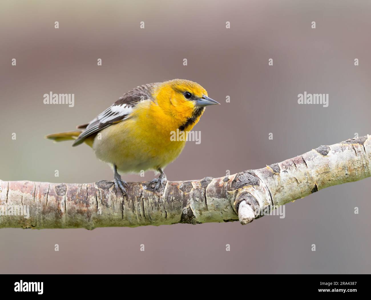 Immature Bullock's Oriole