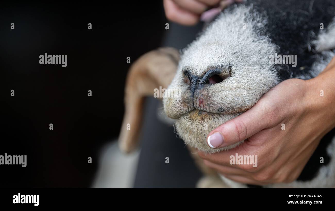 Taking a blood sample off a swaledale ram to do a geneotype test to ...
