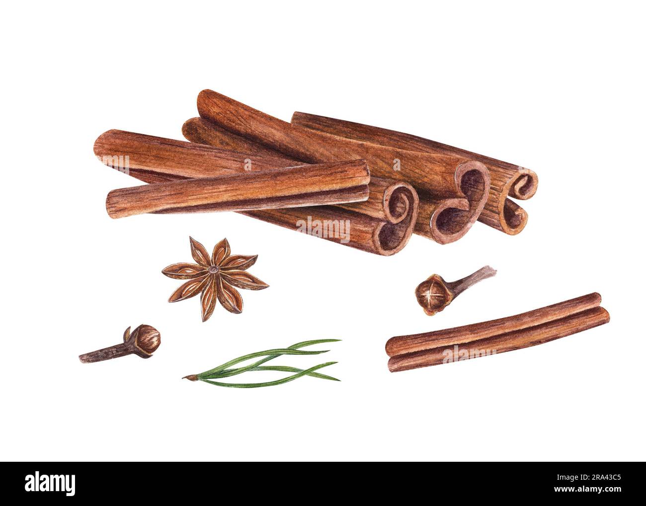 Watercolor composition of cinnamons, cloves, star anise, pine needles ...