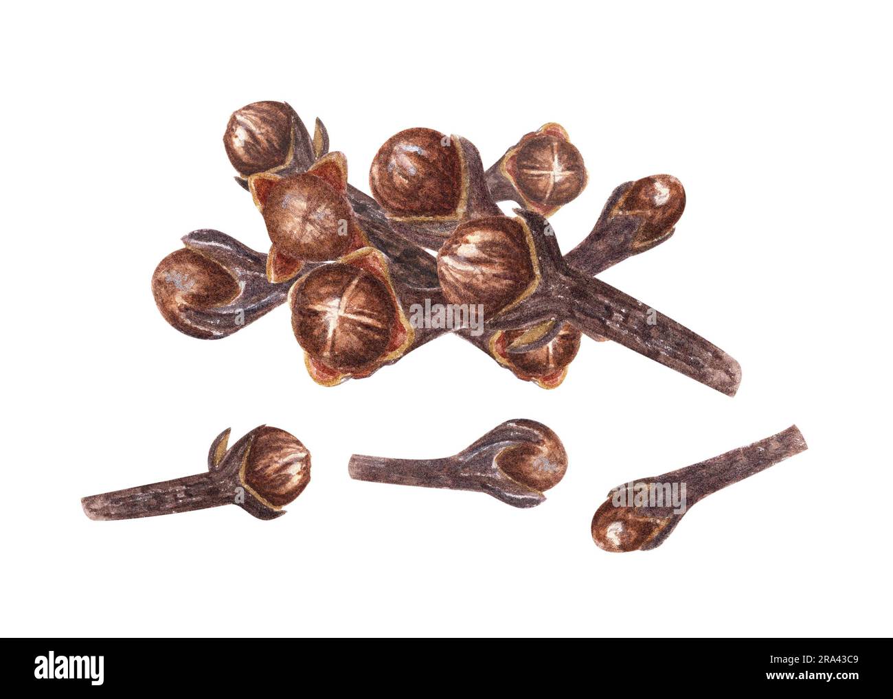 Dried cloves isolated on white background. Watercolor illustration of ...