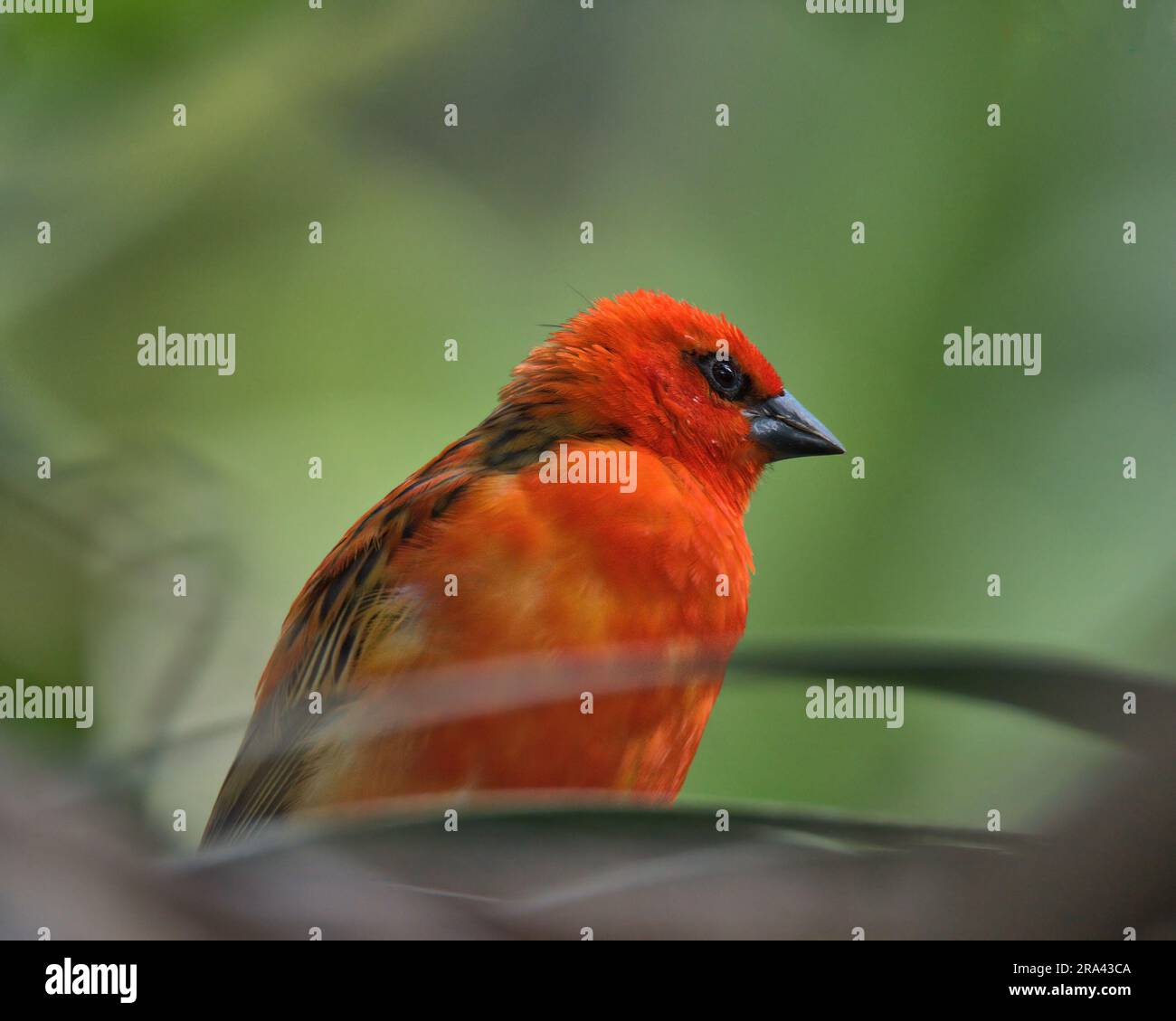 Beautiful madagascar bird hi-res stock photography and images - Alamy