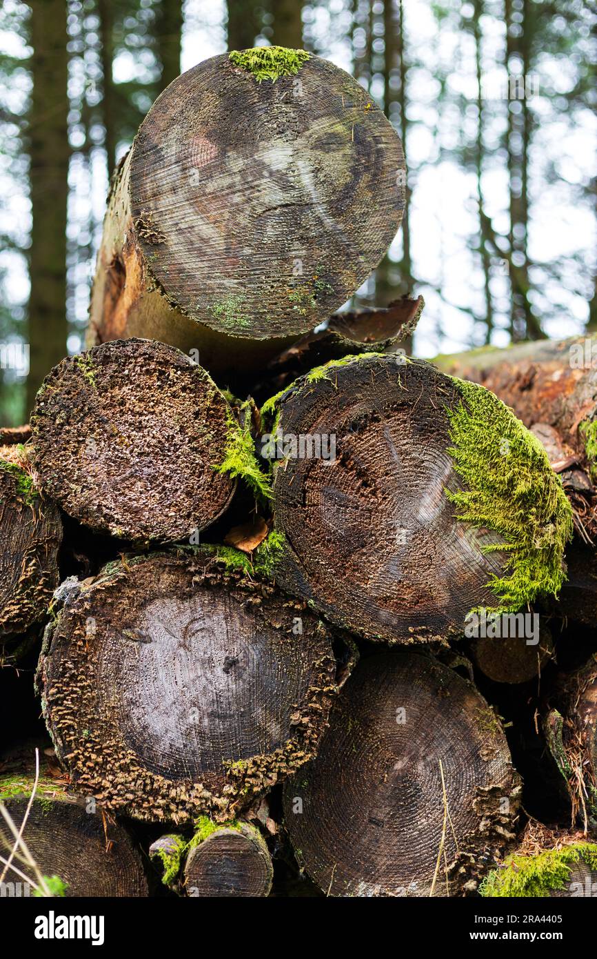 Timber stack scotland hi-res stock photography and images - Alamy