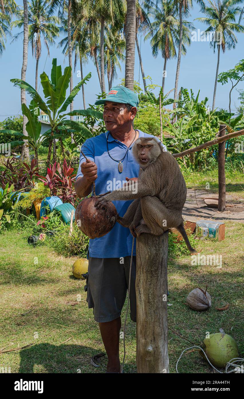 Koh Samui, Thailand -- March 27, 2023. A wide angle photo of a coconut ...