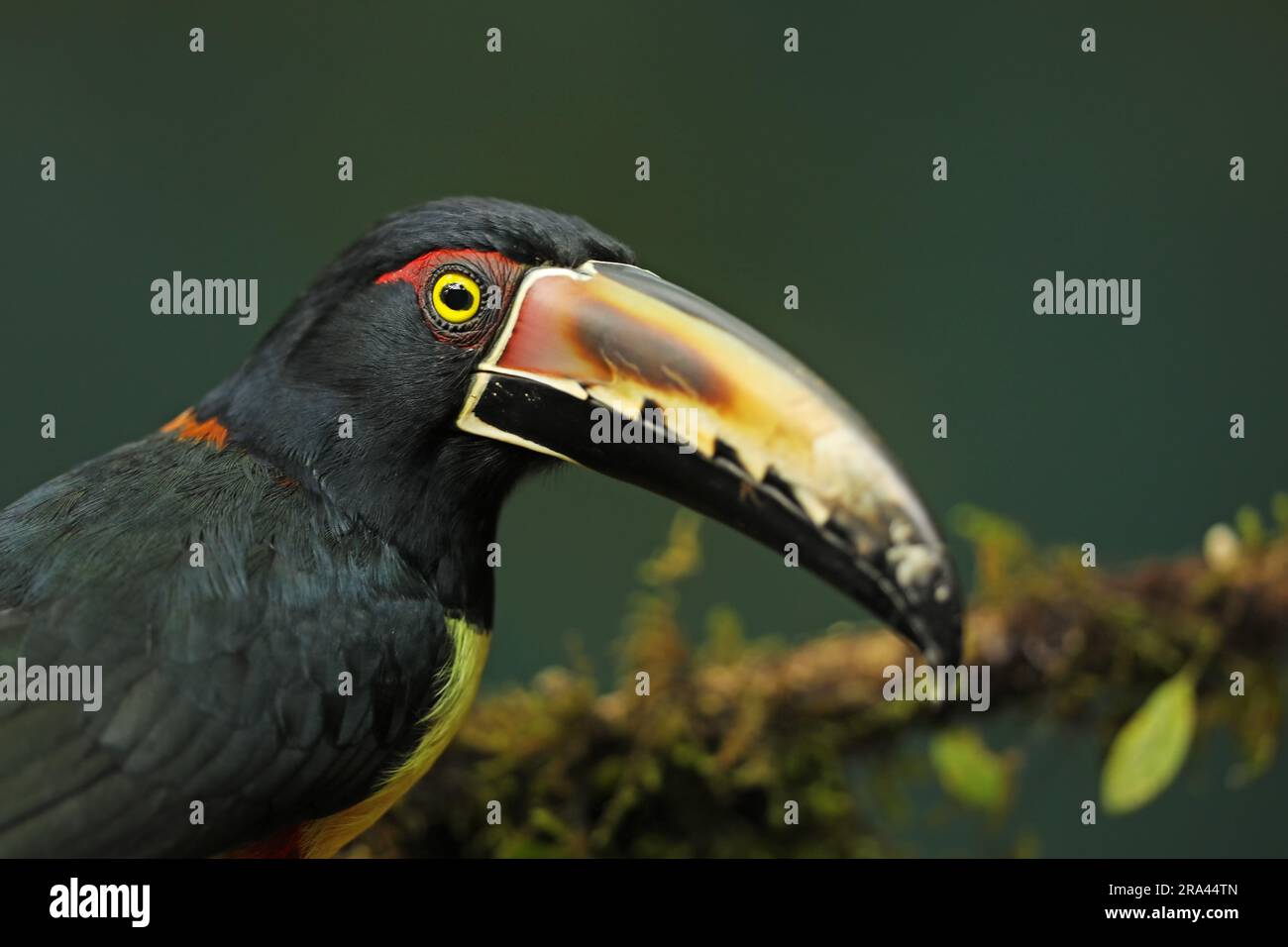 Wild toucan bird animal hi-res stock photography and images - Alamy
