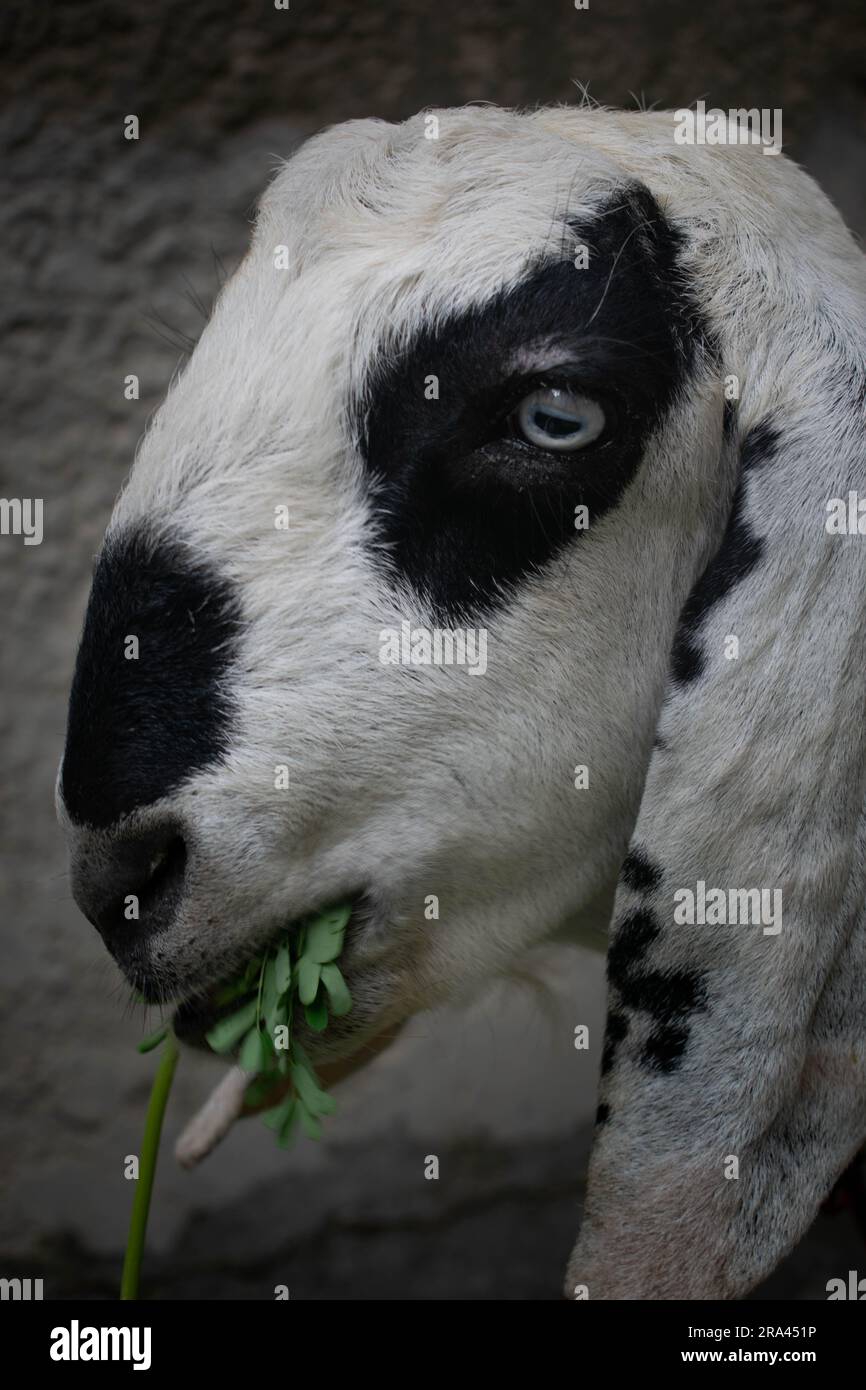 Fur patches hi-res stock photography and images - Alamy