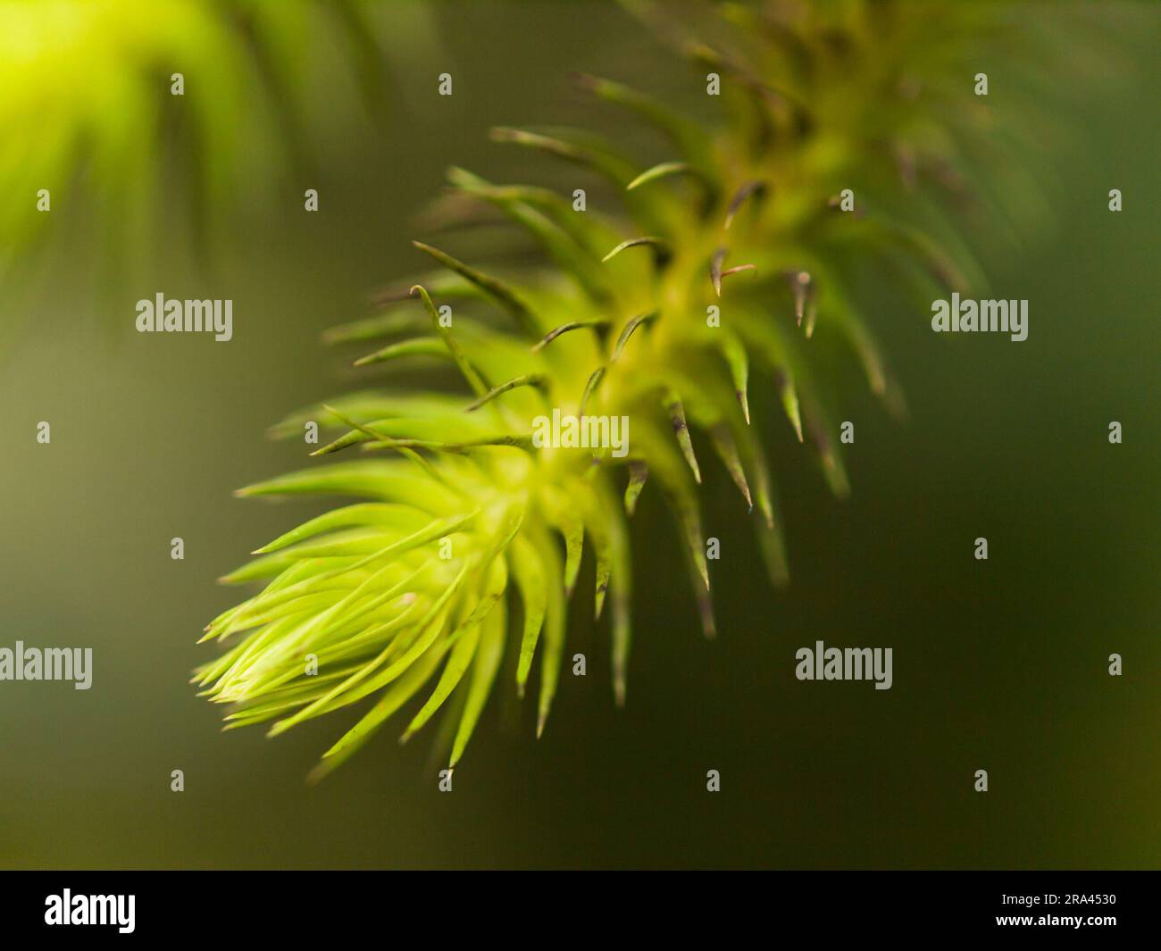 Detail of new tree offshoot Stock Photo - Alamy