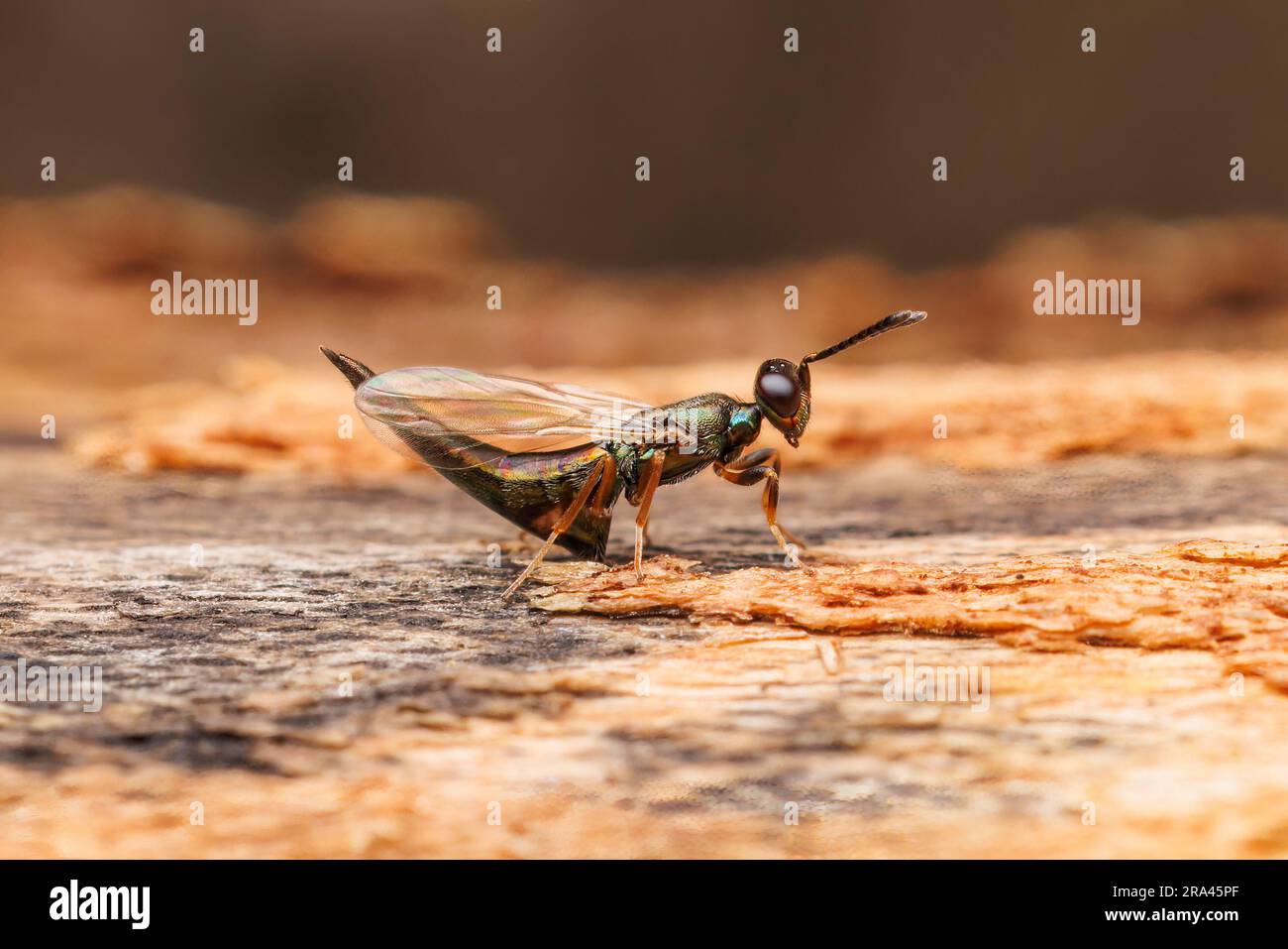 A female eupelmid wasp (Calosota sp.) oviposits into a decaying tree ...