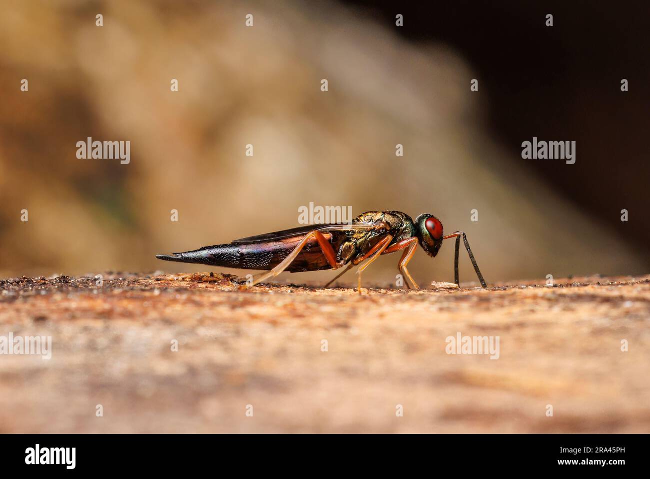 Pteromalid Wasp (Trigonoderinae) - Female Stock Photo - Alamy