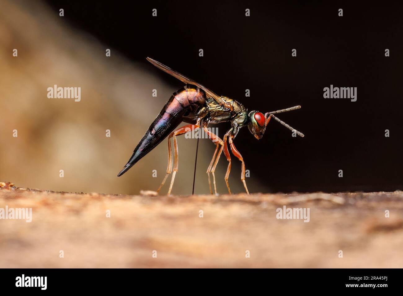 A female Pteromalid Wasp (Trigonoderinae) oviposits into a decaying ...