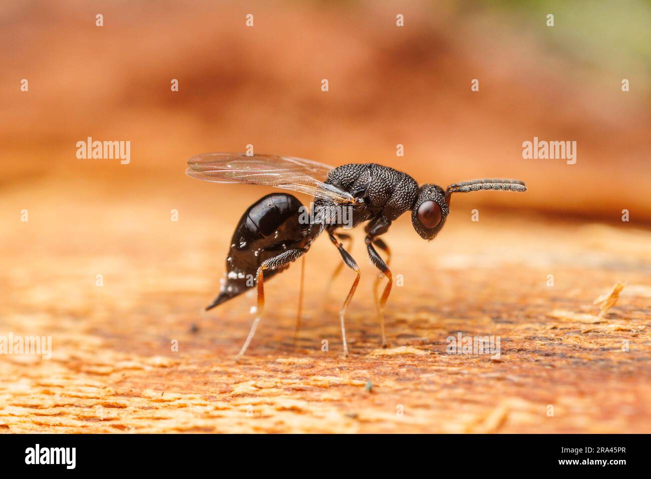 Female oviposits hi-res stock photography and images - Alamy