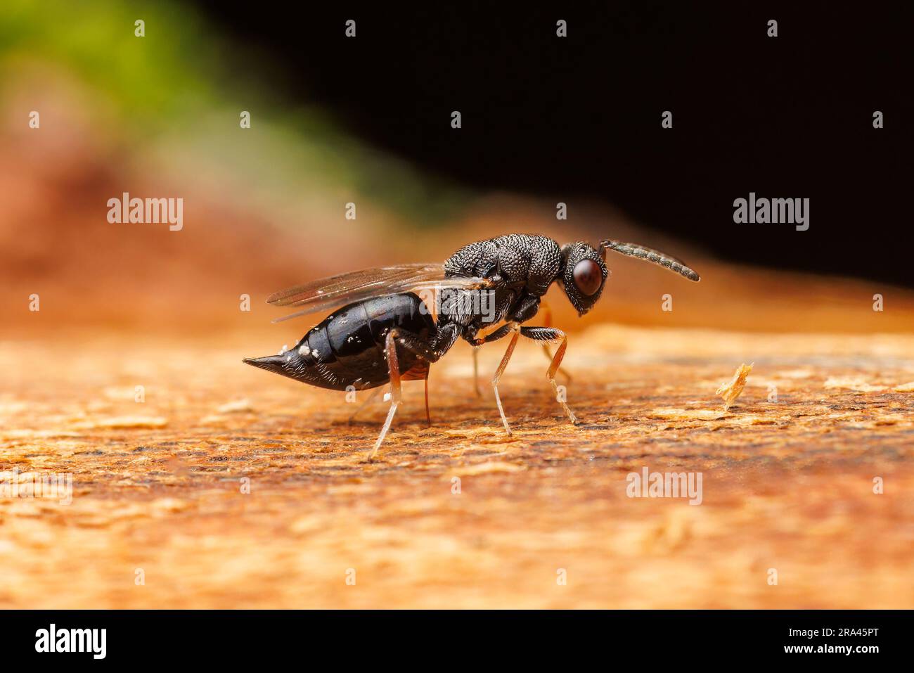 A femal Eurytomid Wasp (Eurytoma sp.) oviposits into a decaying tree ...