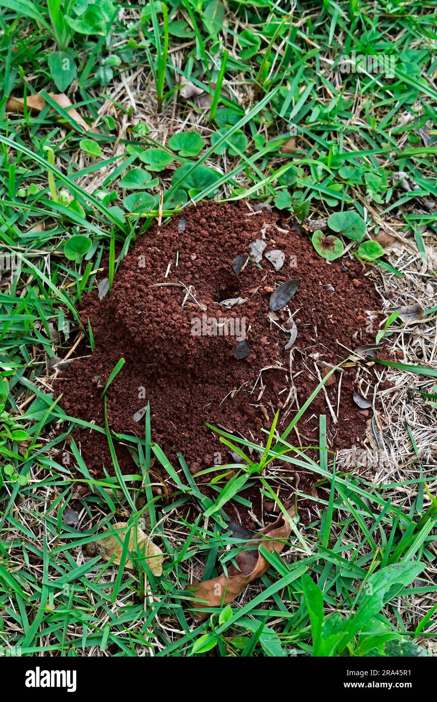 Ant hill brazil hi-res stock photography and images - Alamy