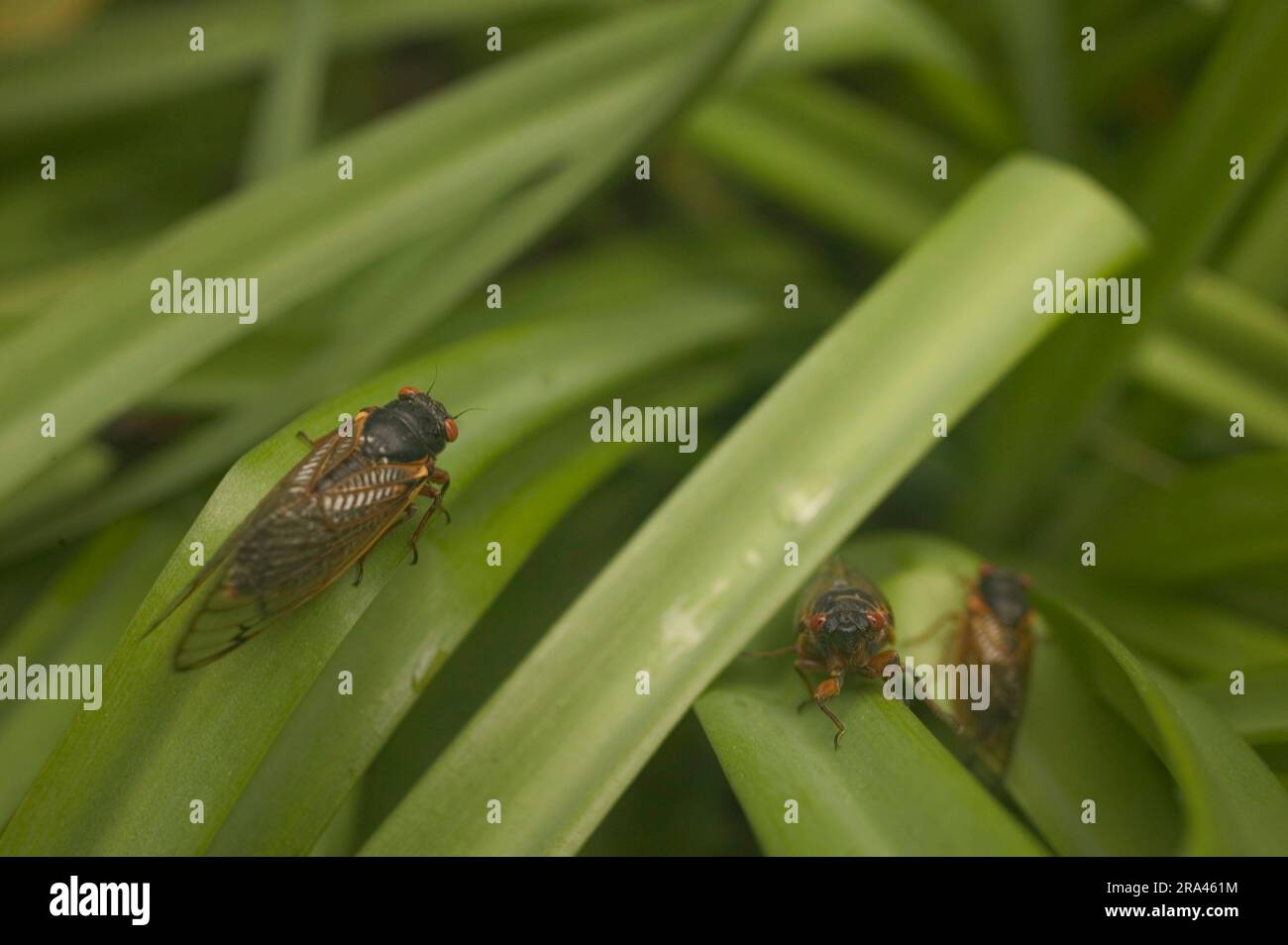 Cicadas crowd a bush as they begin their invasion of Southern Indiana ...