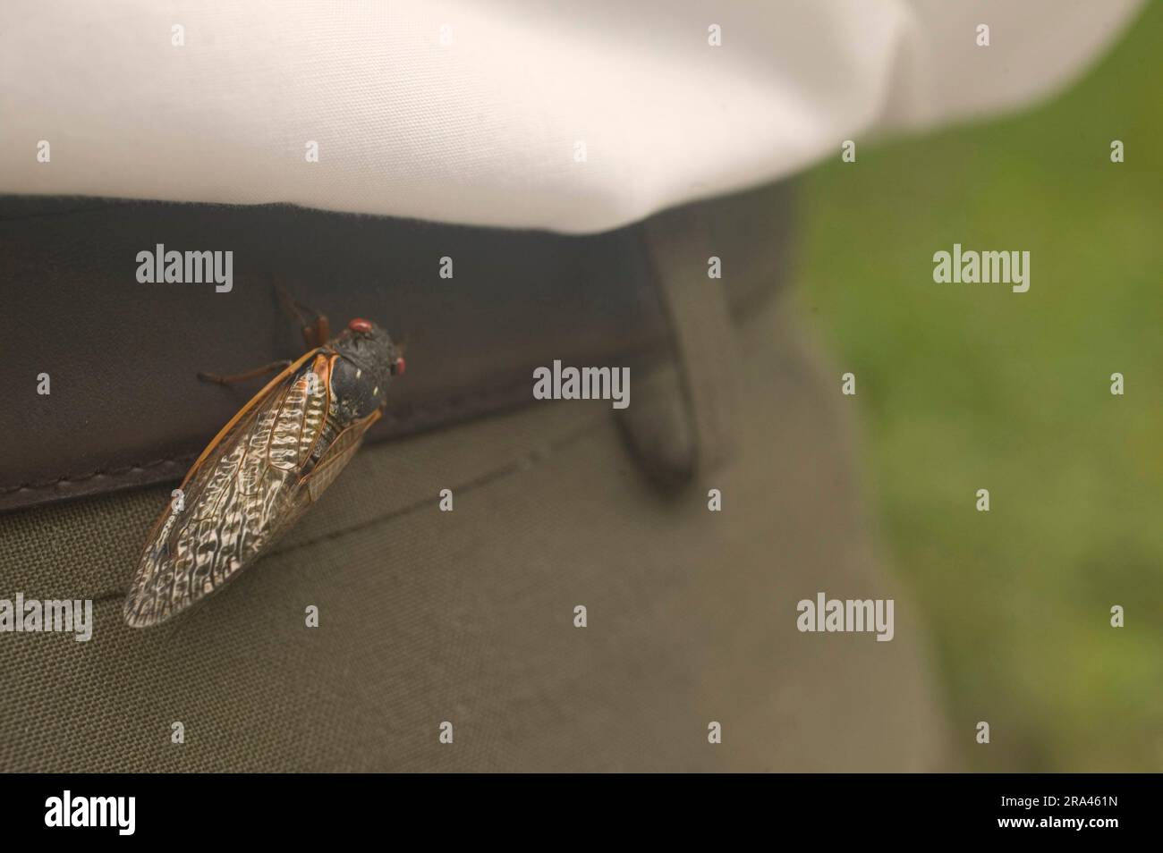 A 17 year Brood X Cicada rests on a passerby who stopped to view the ...