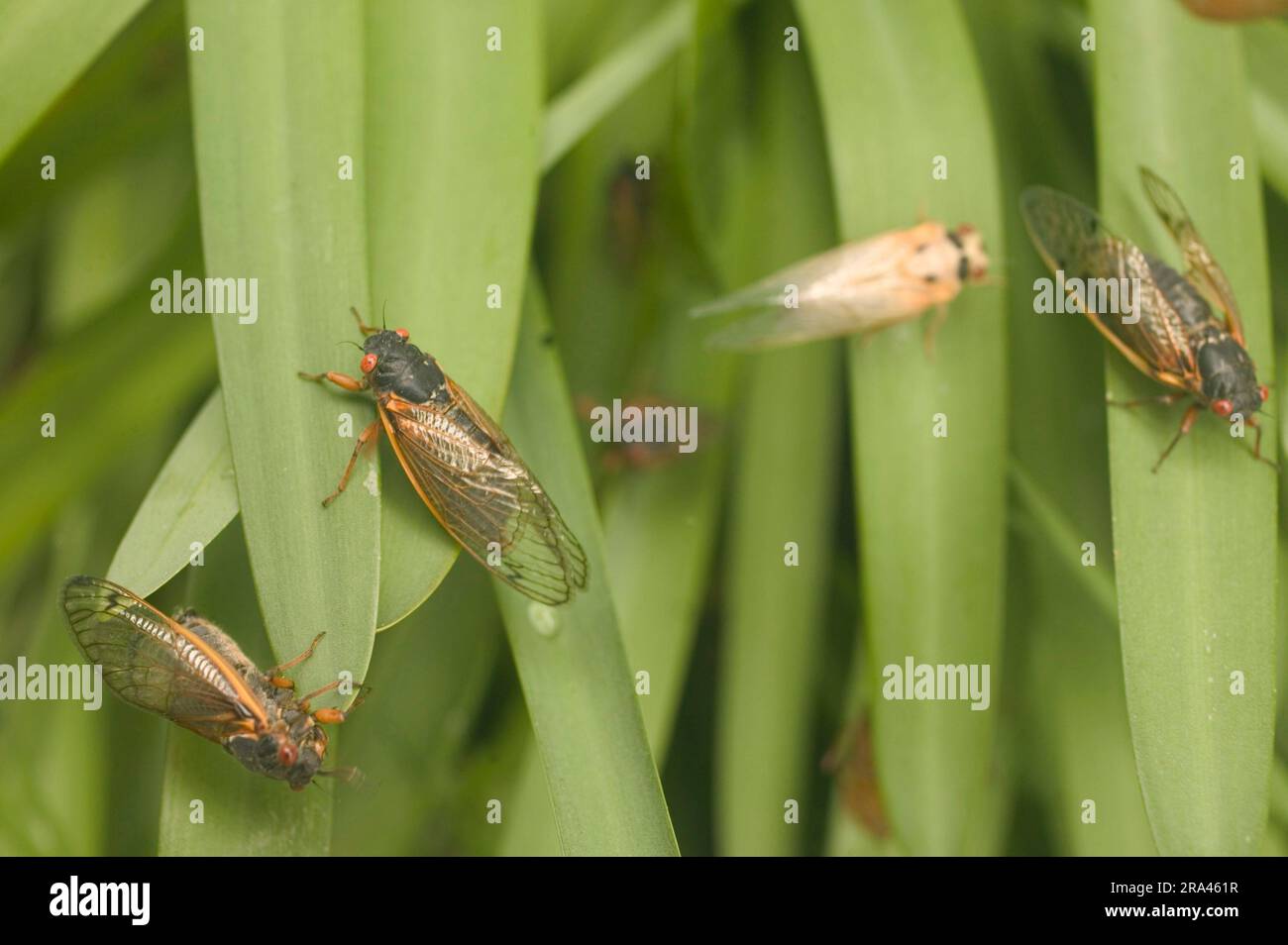 Cicadas crowd a bush as they begin their invasion of Southern Indiana ...