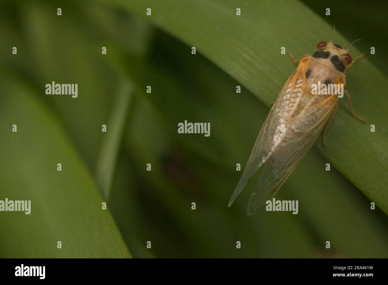 A 17 year Brood X Cicada rests after escaping its shell. Cicadas are ...