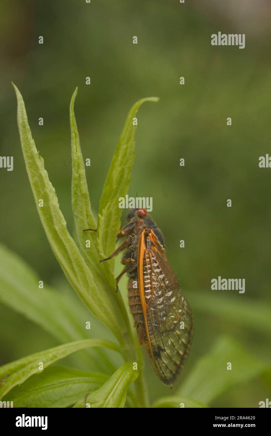 Cicada invasion hi-res stock photography and images - Alamy
