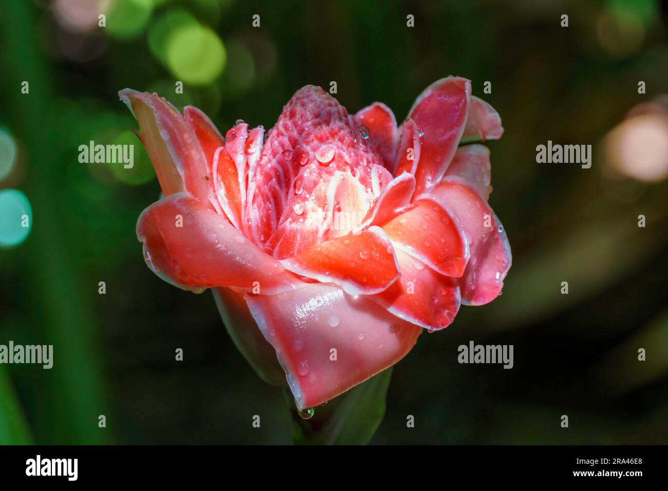 Beautiful flowering pink ginger blossom in sun and shadow with water ...