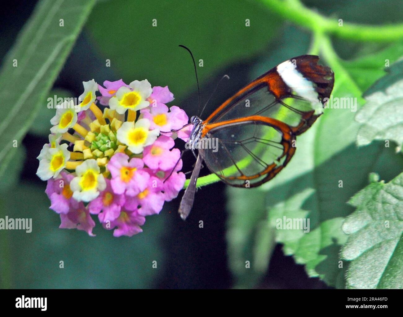 LACEWING BUTTERFLY, BUTTERFLY HOUSE, CUMBERLAND HOUSE NATURAL HISTORY ...