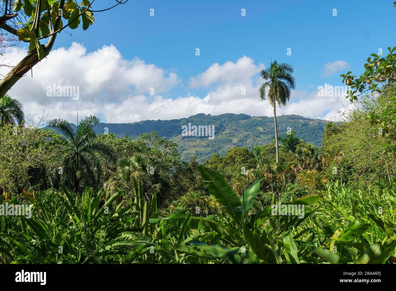 Dense tropical jungle foliage gives way to blue sky and a distant ...