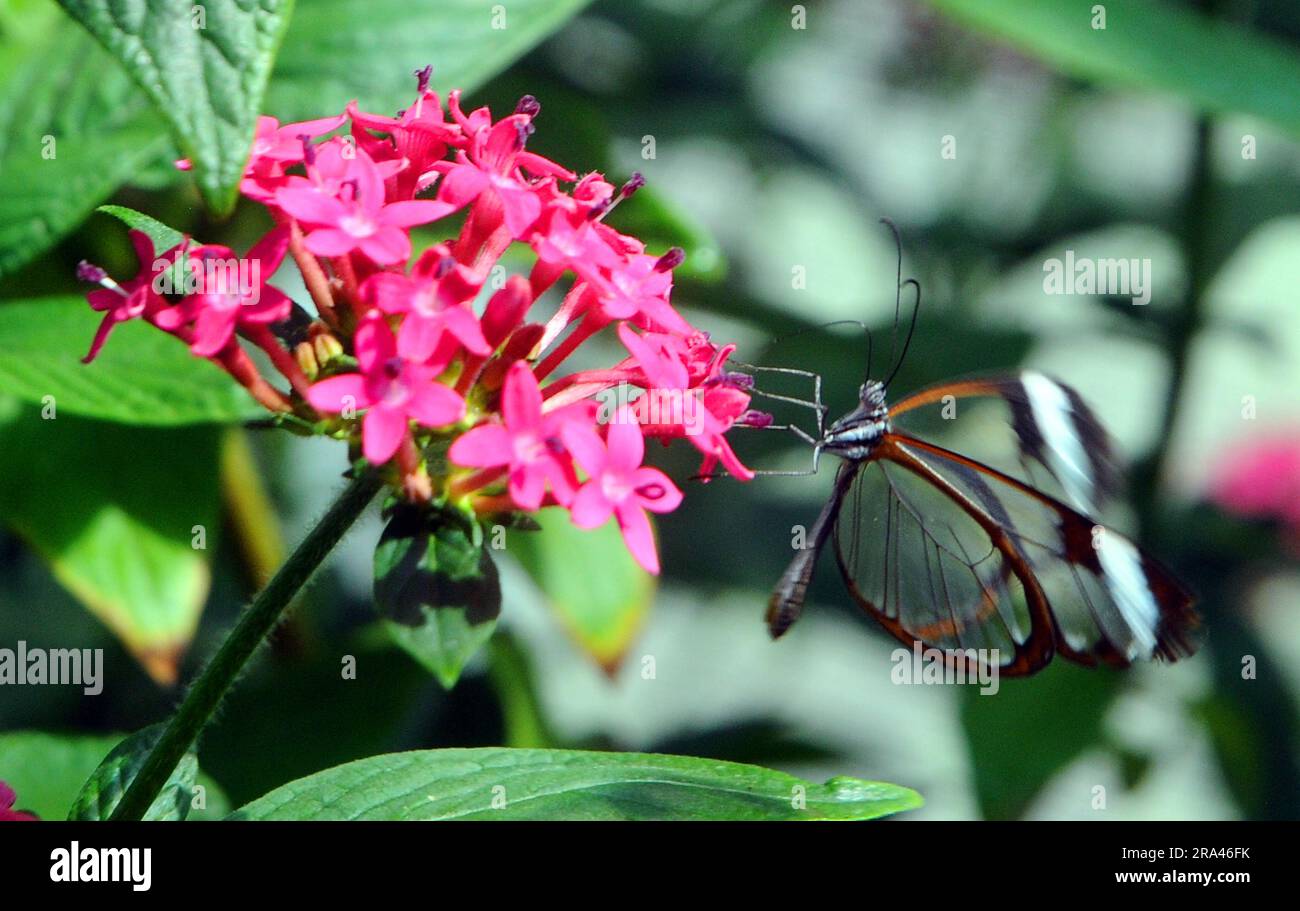 LACEWING BUTTERFLY, BUTTERFLY HOUSE, CUMBERLAND HOUSE NATURAL HISTORY ...