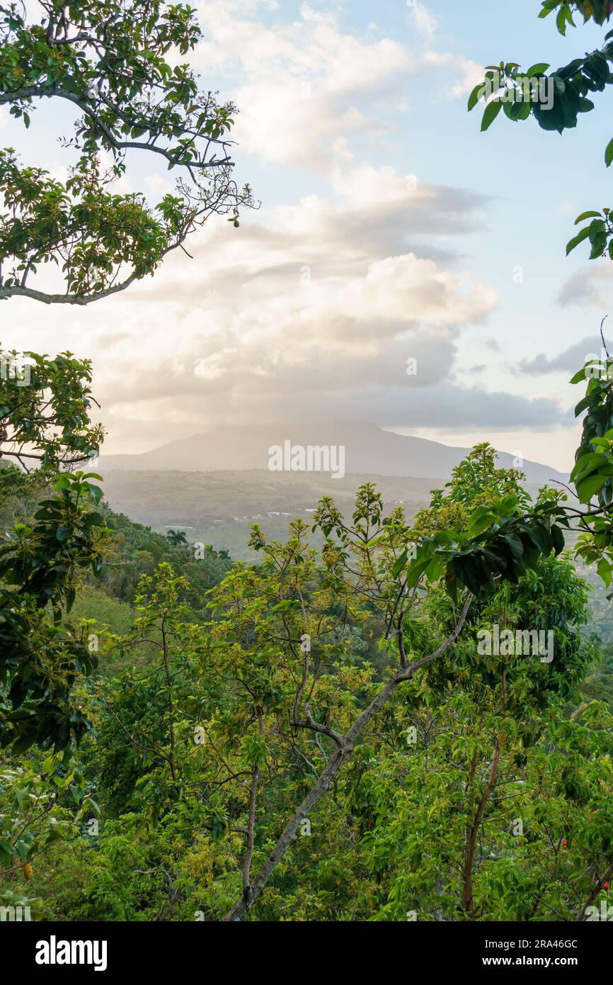 Early sunset over Mount Isabel de Torres through the jungle canopy. In ...