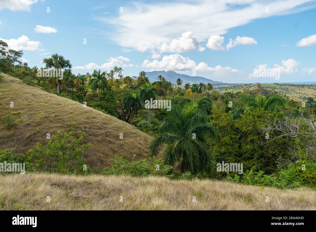 Grassy hills dotted with lush green palm trees, with Mount Isabel de ...
