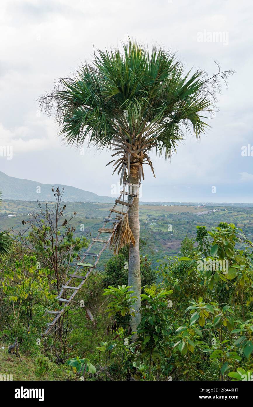 Handmade wooden ladder leaning against the side of a palm tree. With a ...