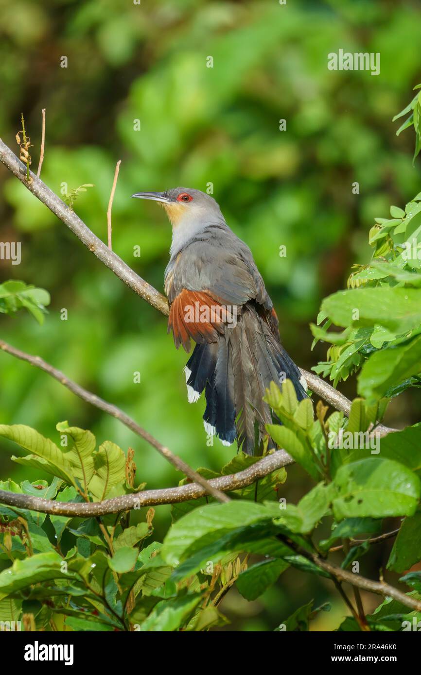 Hispaniolan lizard cuckoo perched on a branch with feathers puffed. In ...