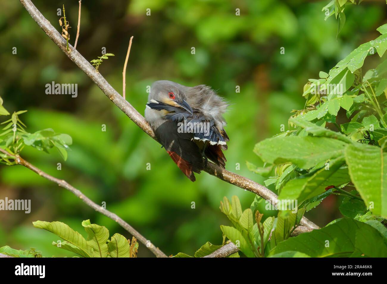 Hispaniolan lizard cuckoo perched on a branch, stretching around to ...