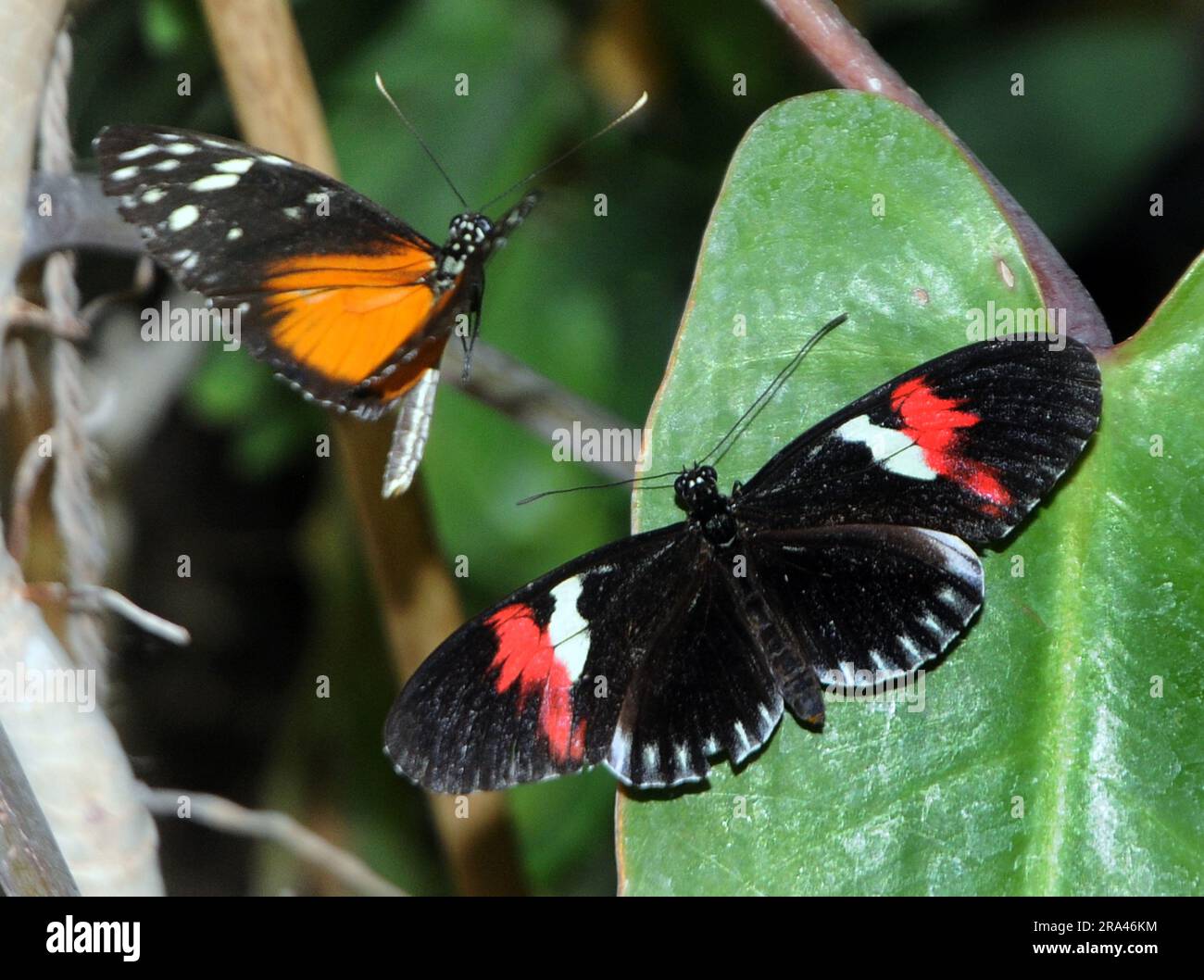 POSTMAN BUTTERFLY AND TIGER LONGWING BUTTERFLY BUTTERFLY HOUSE ...