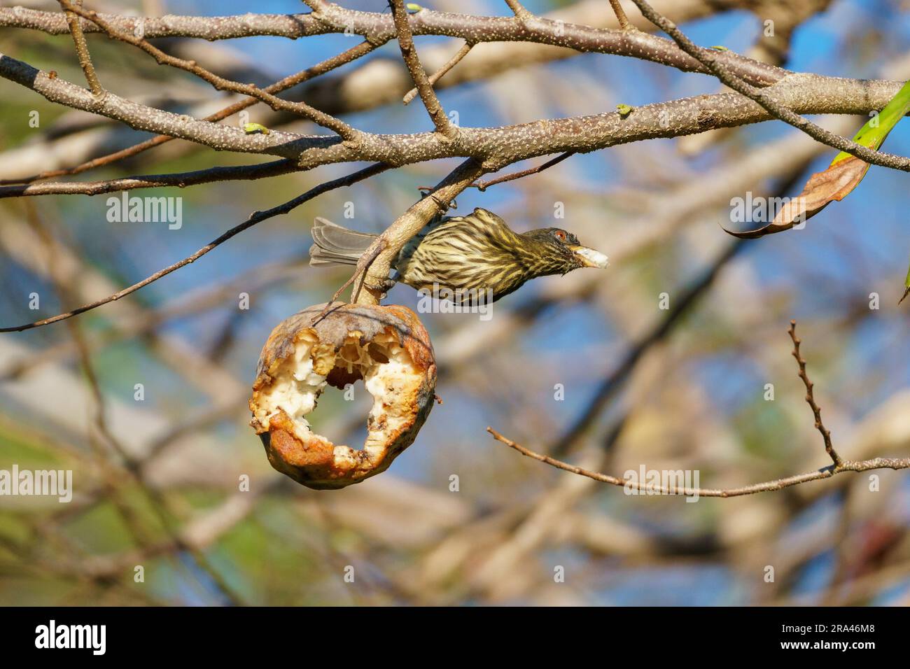 Palm chat bird perched on a branch eating from a donut-shaped hole in a ...