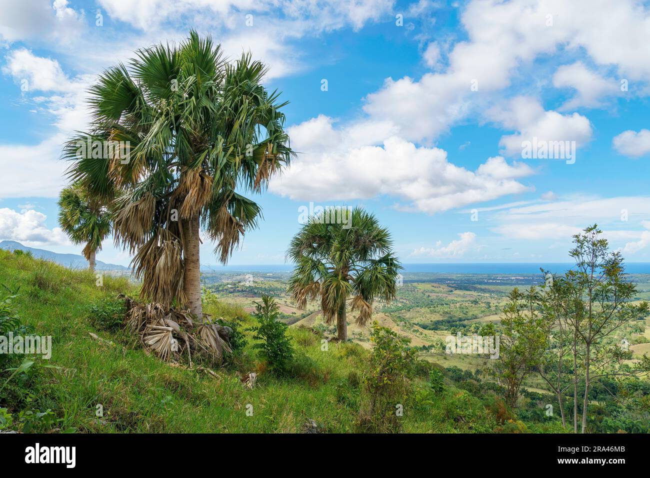 Palm trees on a grassy knoll overlooking the valley and blue ocean. In ...