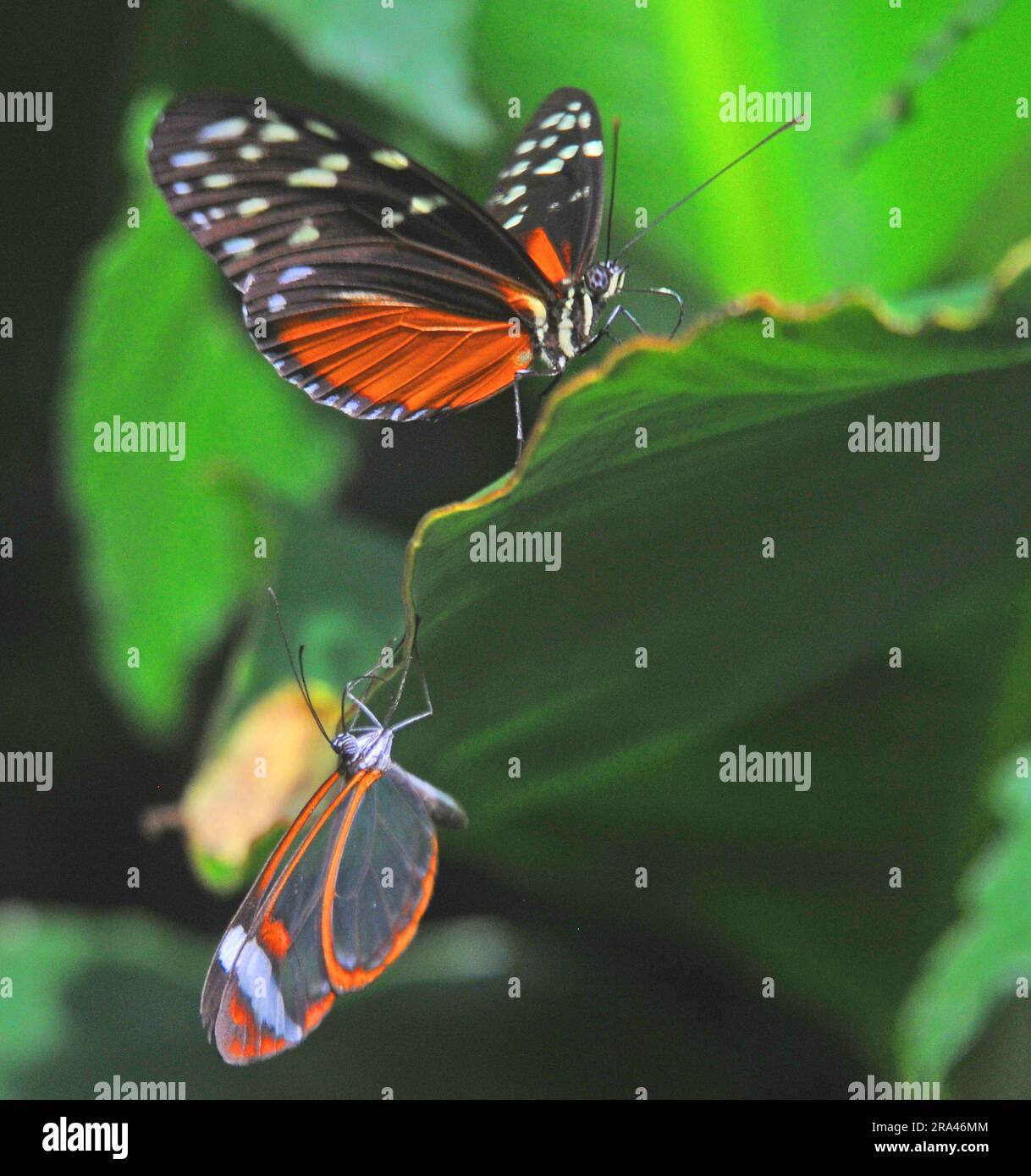 GLASSWING AND TIGER LONGWING BUTTERFLIES, BUTTERFLY HOUSE, CUMBERLAND ...