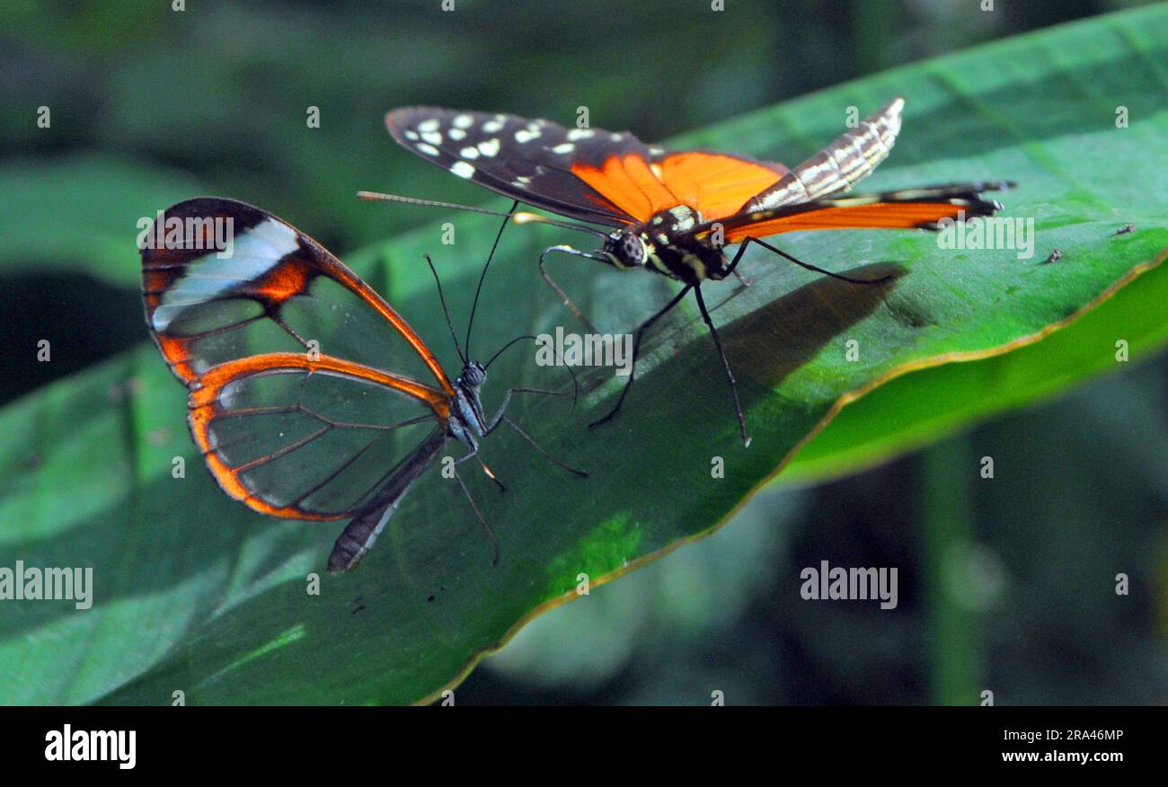 GLASSWING AND TIGER LONGWING BUTTERFLIES, BUTTERFLY HOUSE, CUMBERLAND ...