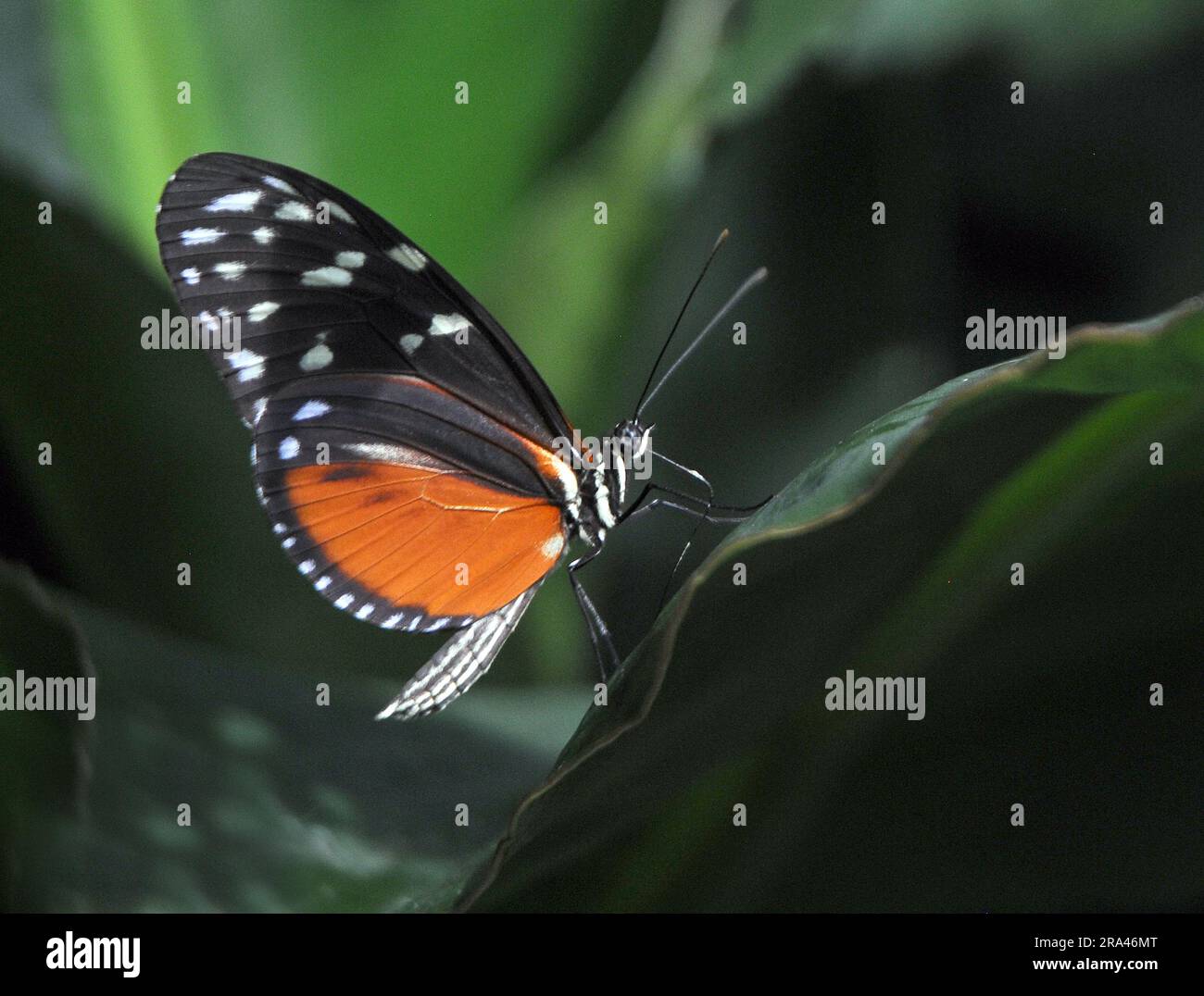 TIGER LONGWING BUTTERFLIY BUTTERFLY HOUSE, CUMBERLAND HOUSE NATURAL ...
