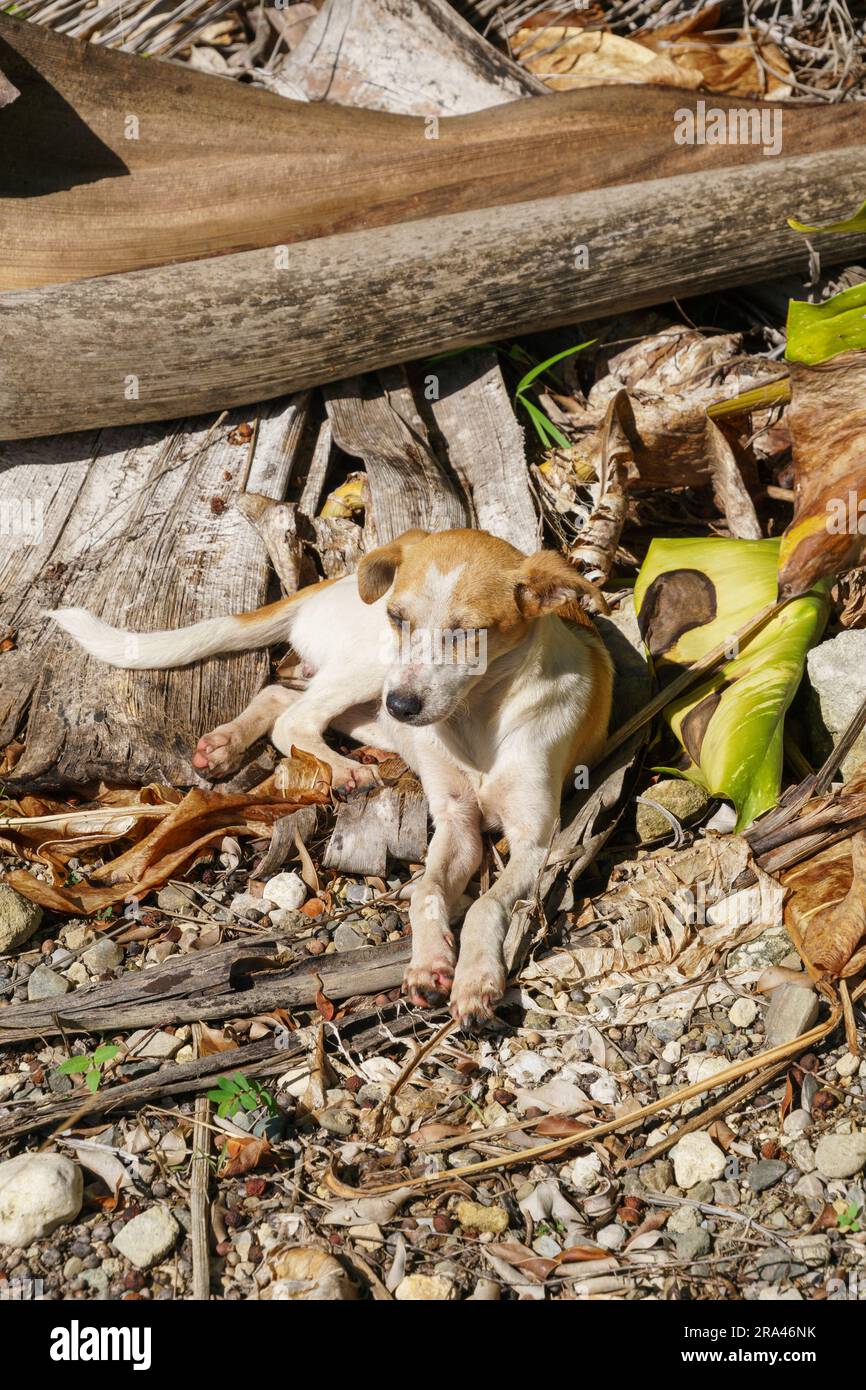 Stray dog with it's eyes tightly closed rests on palm tree husks in the ...