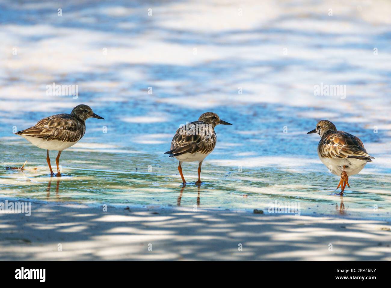 Mottled shade hi-res stock photography and images - Alamy