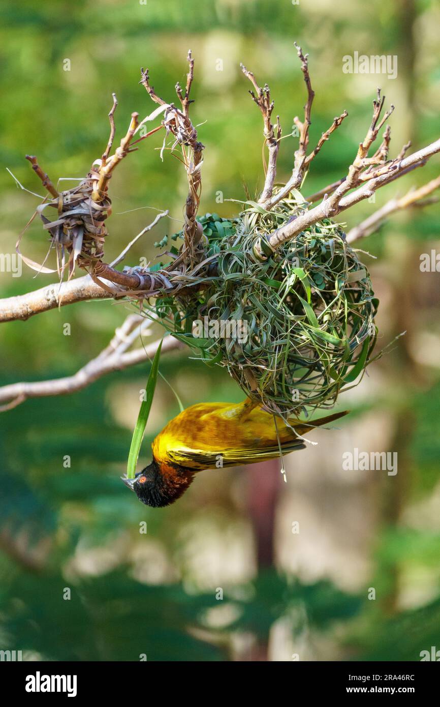 Village weaver bird threading a green leaf into a brand new nest Stock ...