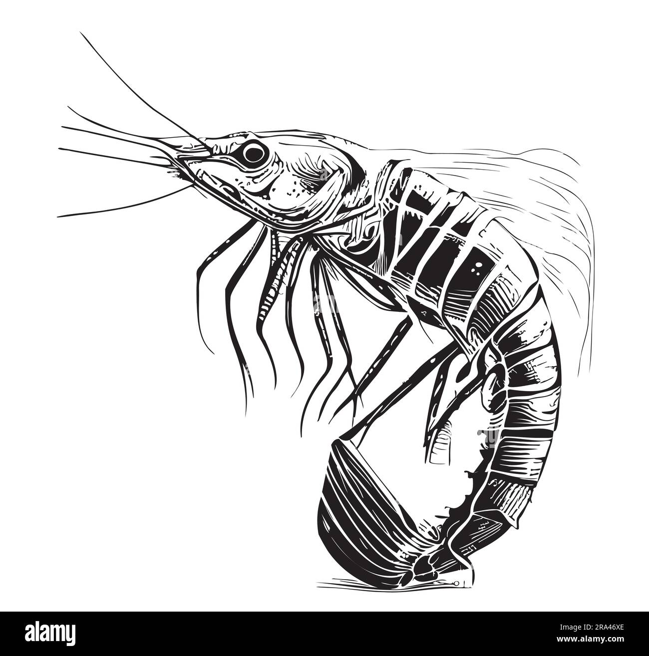 Shrimp sketch hi-res stock photography and images - Alamy