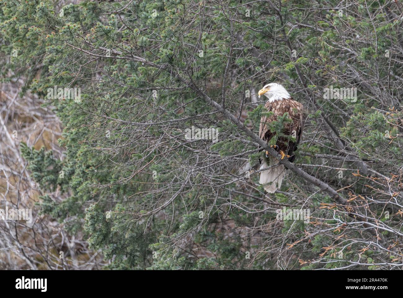 Adult Bald Eagle sitting in a tree in Seward, Alaska, USA Stock Photo ...